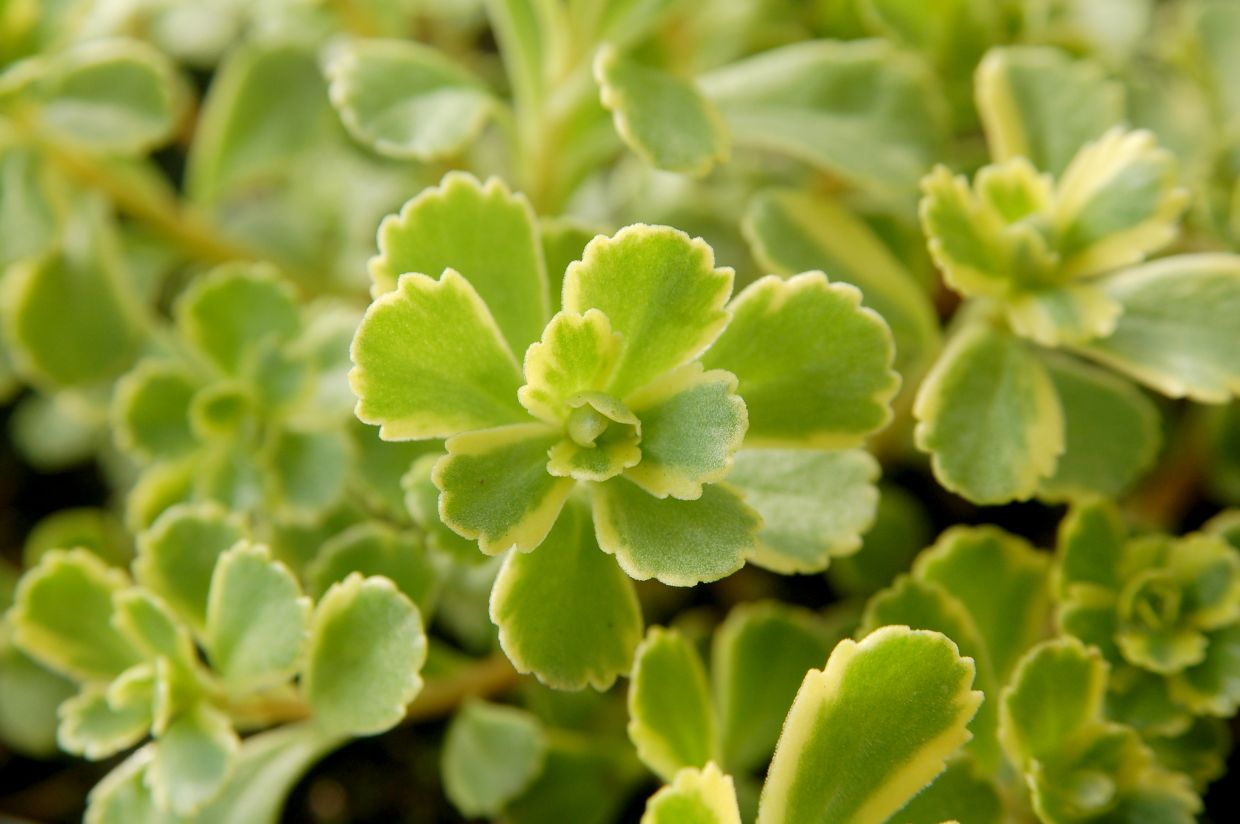 Sedum 'Cutting Edge'